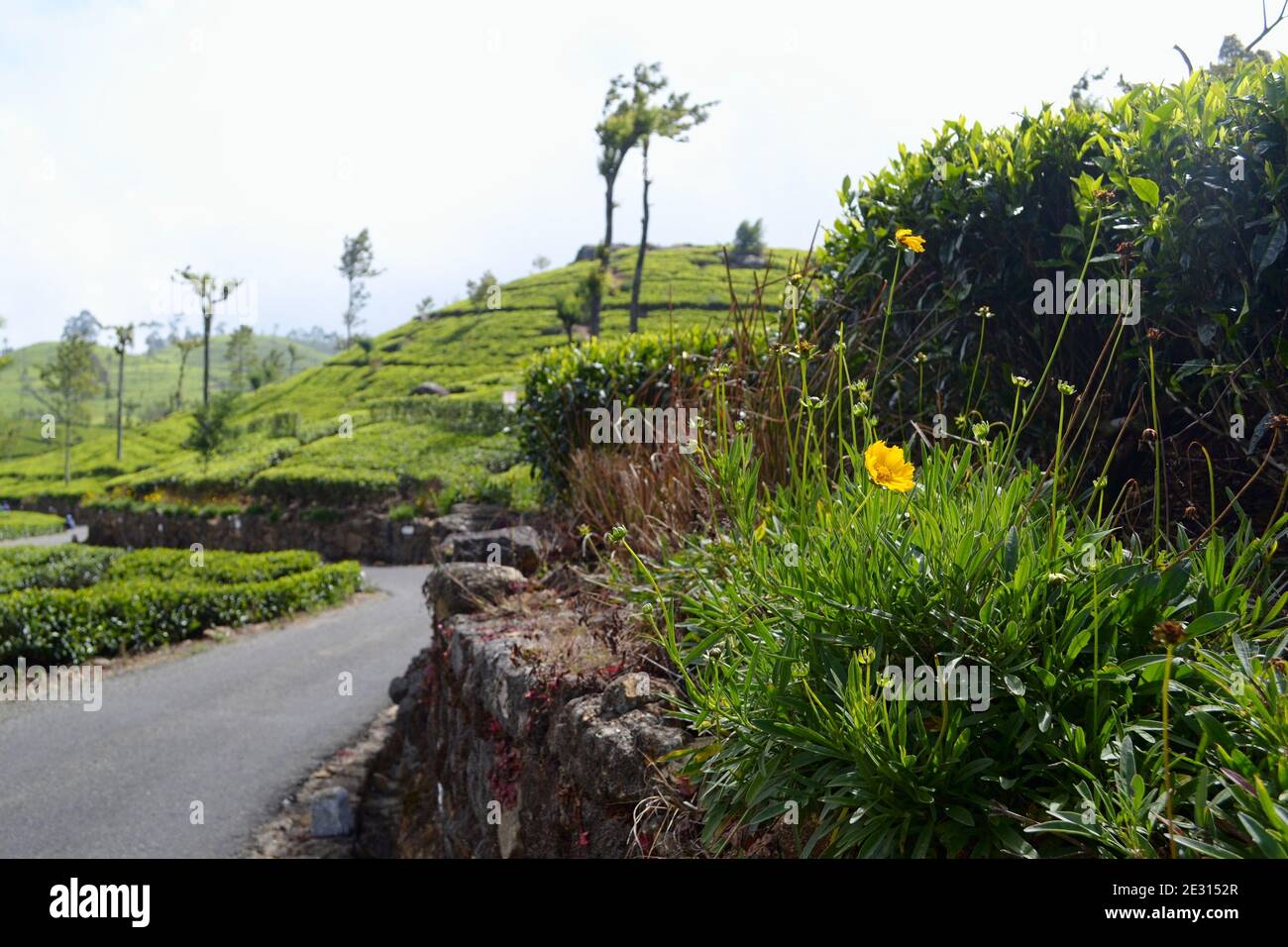 Ceylon tea plantations hi-res stock photography and images - Alamy