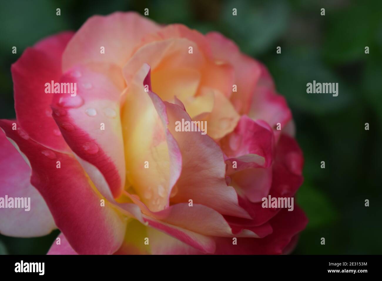 Floribunda, Rose, noble rose. Yellow, Red and Orange Rose plants. A ...