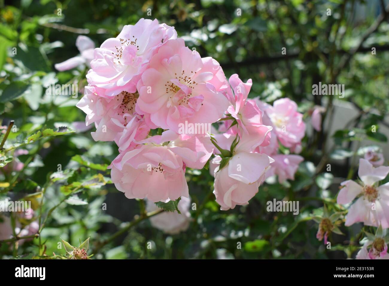 Colorful, beautiful, delicate rose in the garden. Pink roses in the ...
