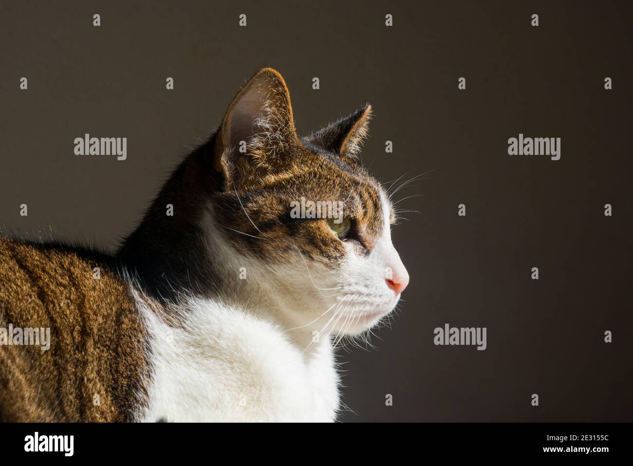 Profile portrait of tabby and white cat Stock Photo - Alamy