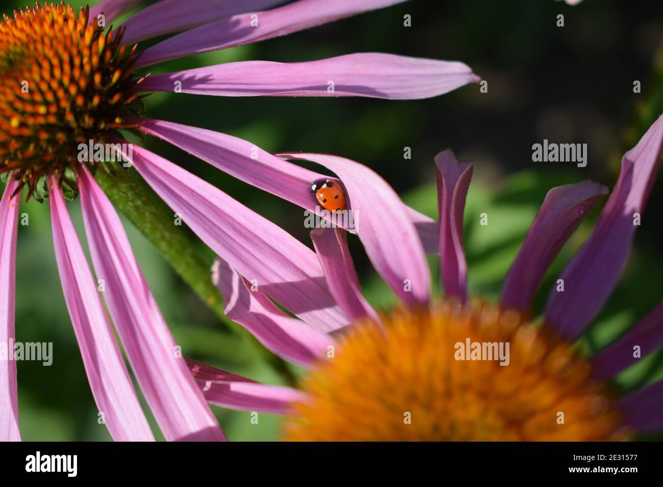 Red ladybug on Echinacea flower, ladybird creeps on stem of plant in ...