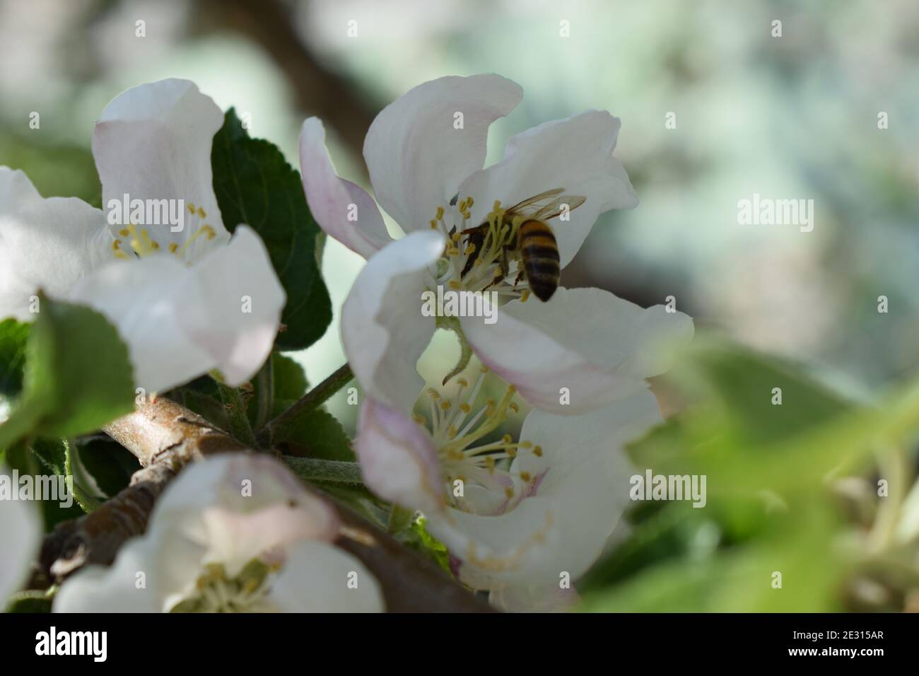 Bee on a white flower on a tree. Cherry blossom flowers and a bumblebee ...