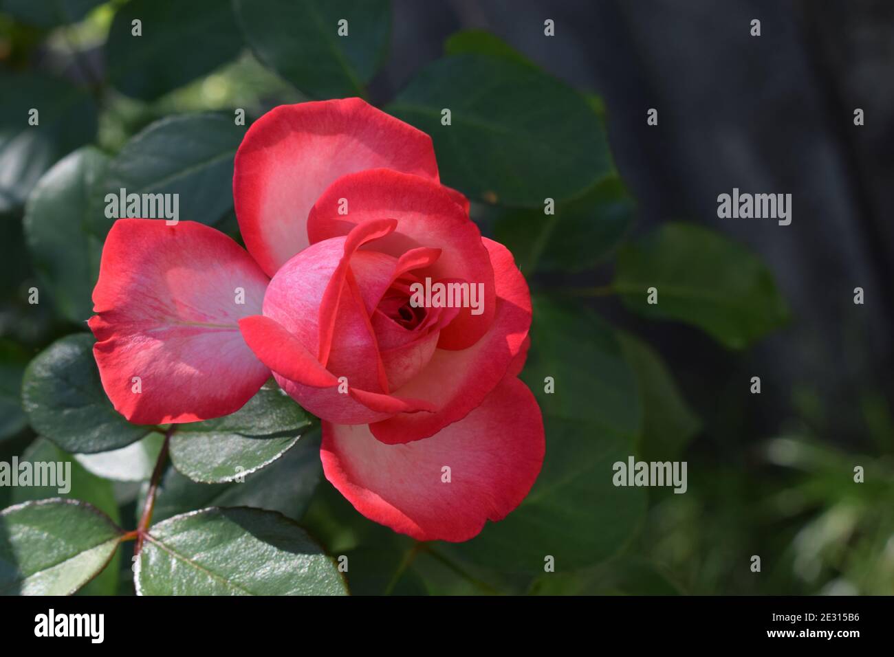 Velvet red rose bush hi-res stock photography and images - Alamy
