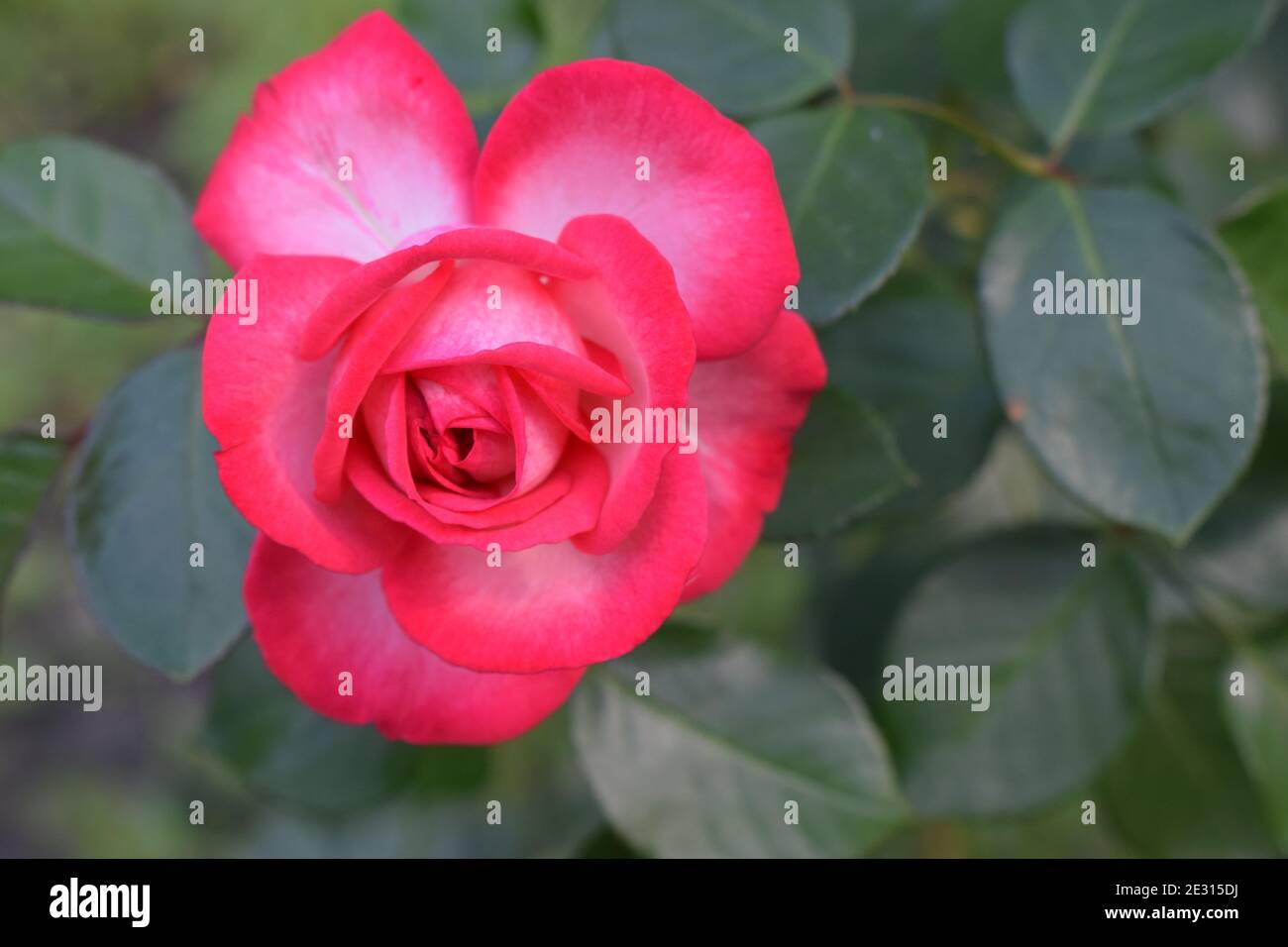 Beautiful red and white rose Bush in the summer garden Stock Photo - Alamy