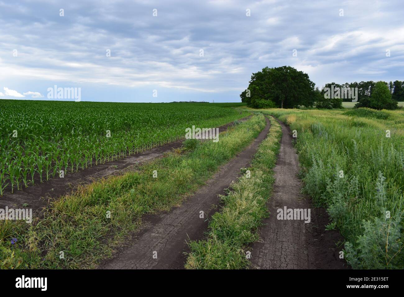 Summer landscape with green grass, road and clouds. Country road in ...