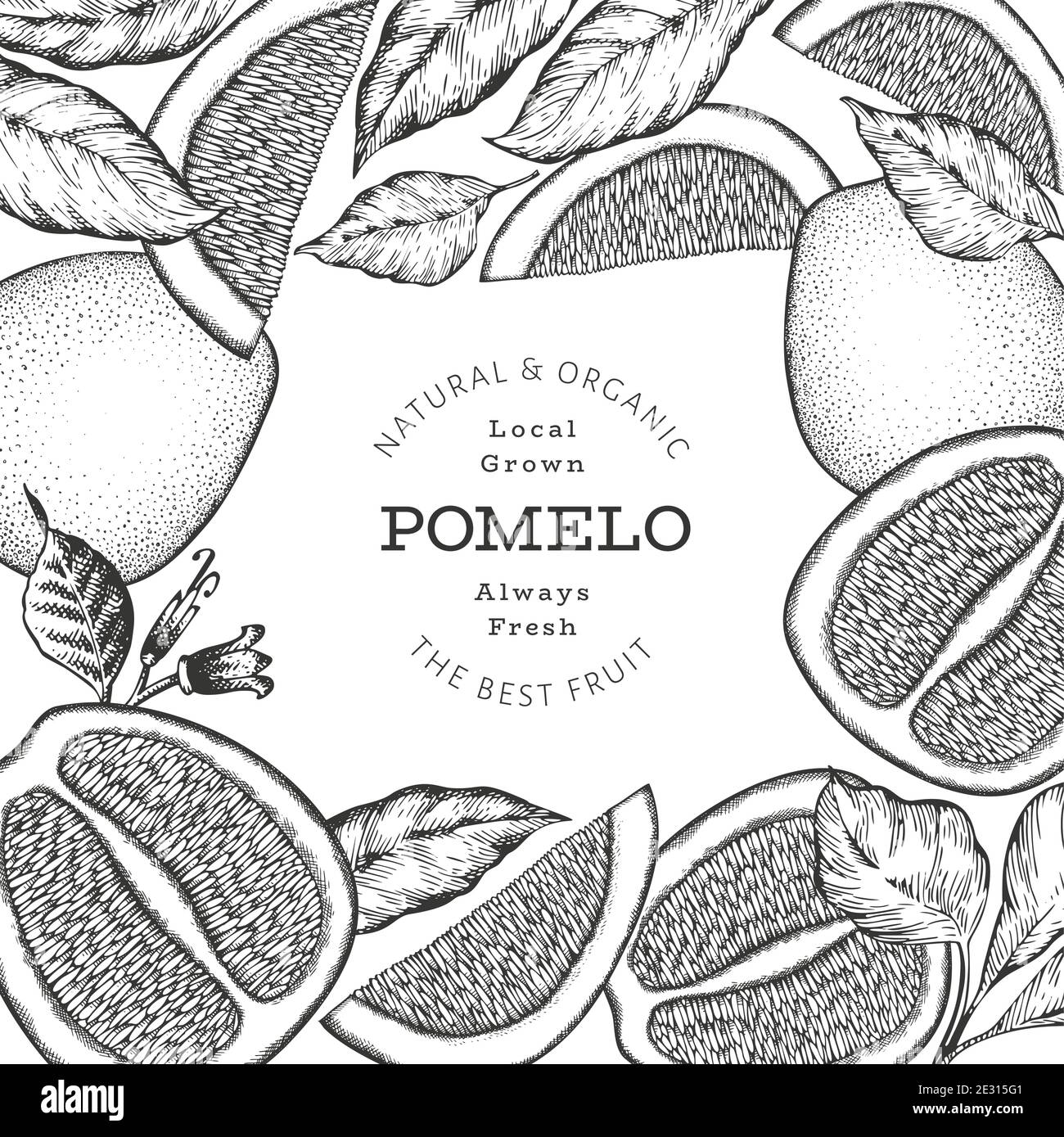 Hand drawn sketch style pomelo banner. Organic fresh fruit vector ...