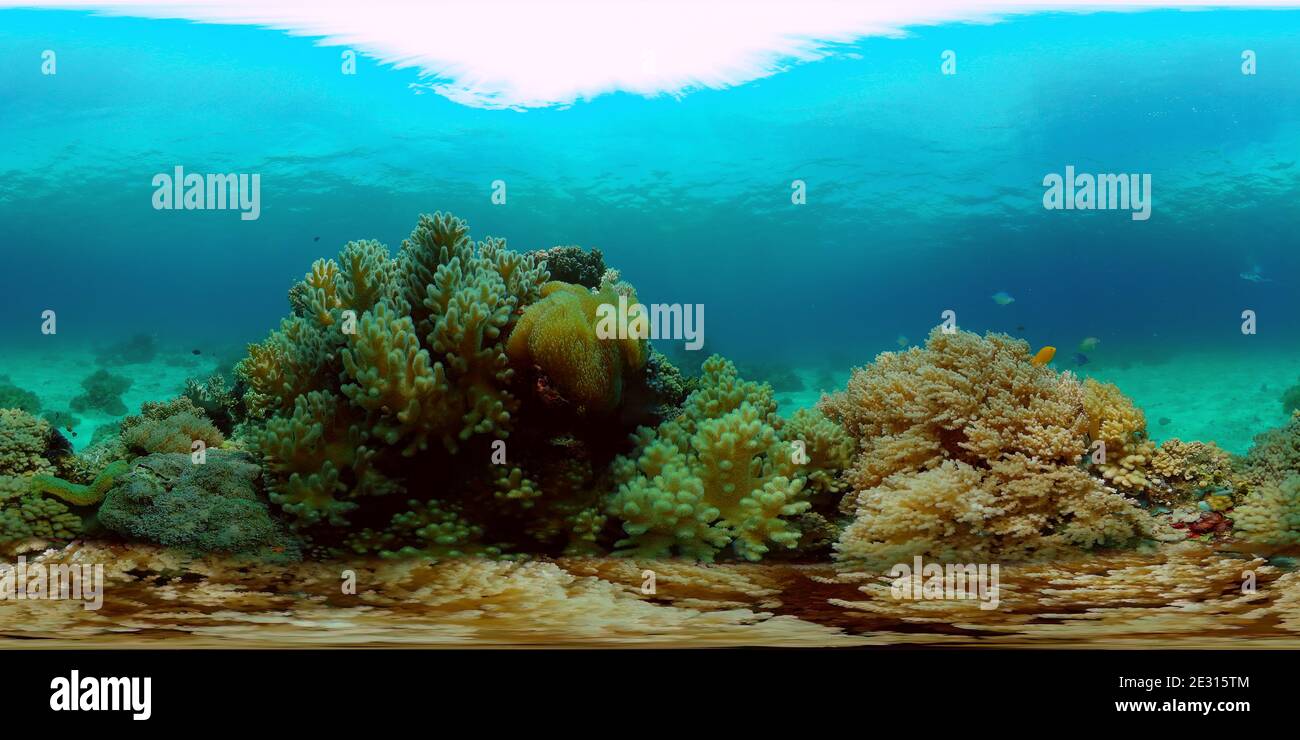 Tropical coral reef seascape with fishes, hard and soft corals. 360 ...