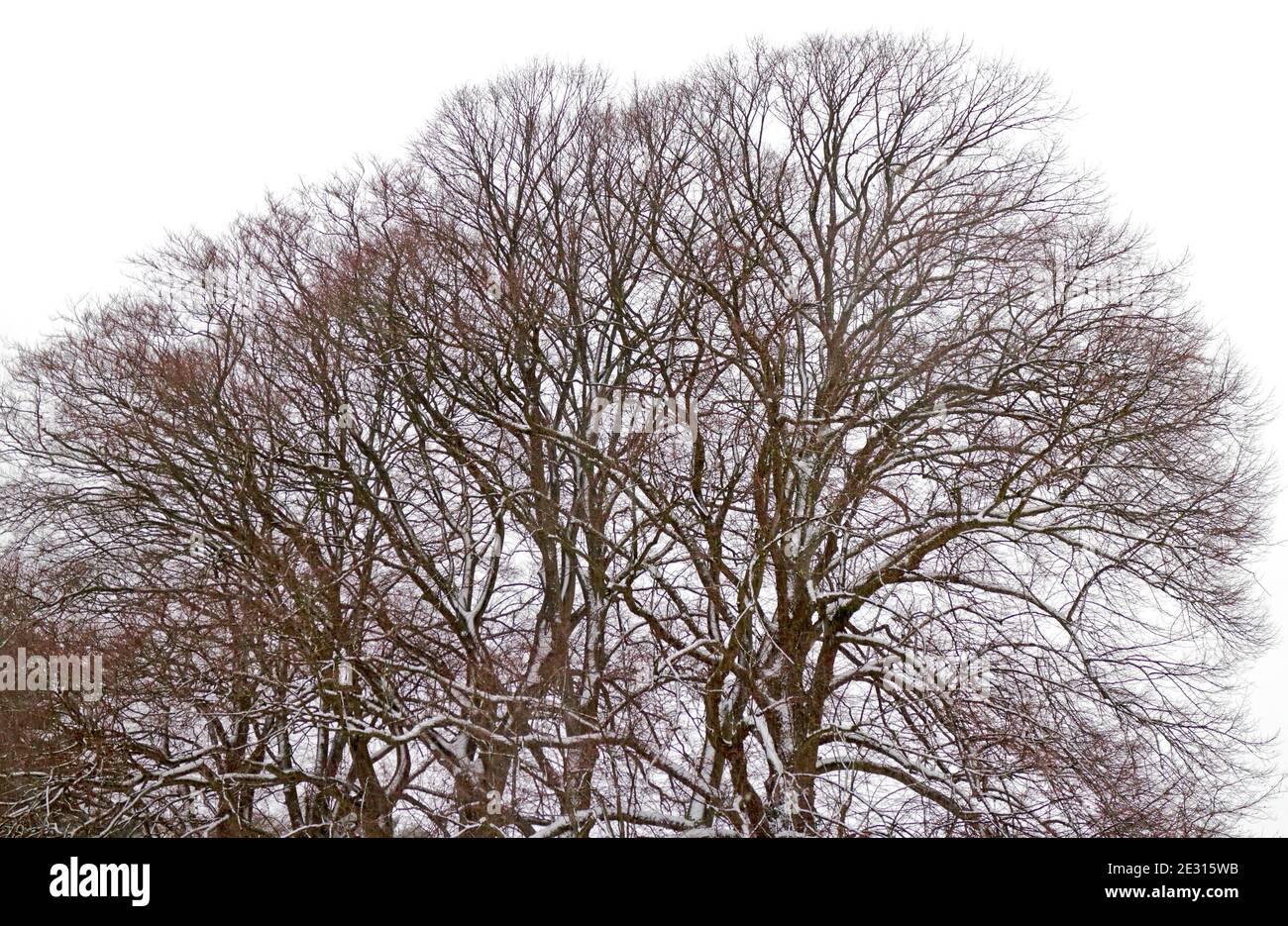 Beech tree canopy in winter with branches covered in snow against a ...
