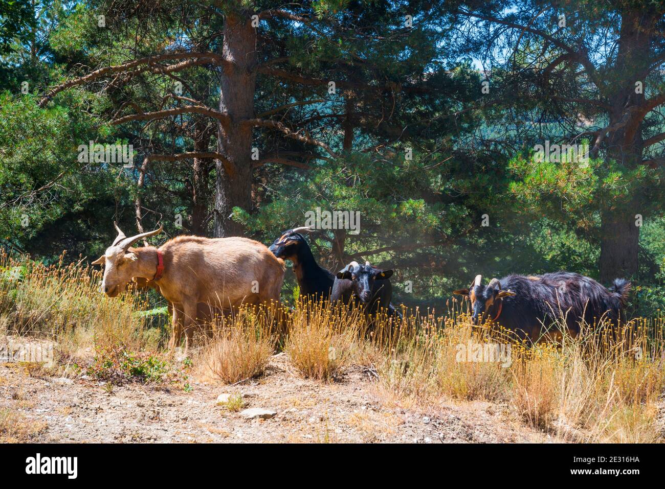 Ganado caprino hi-res stock photography and images - Alamy
