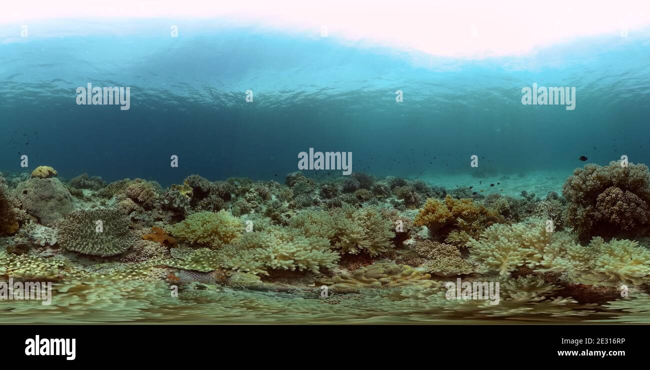 Sealife, Diving near a coral reef. Beautiful colorful tropical fish on ...