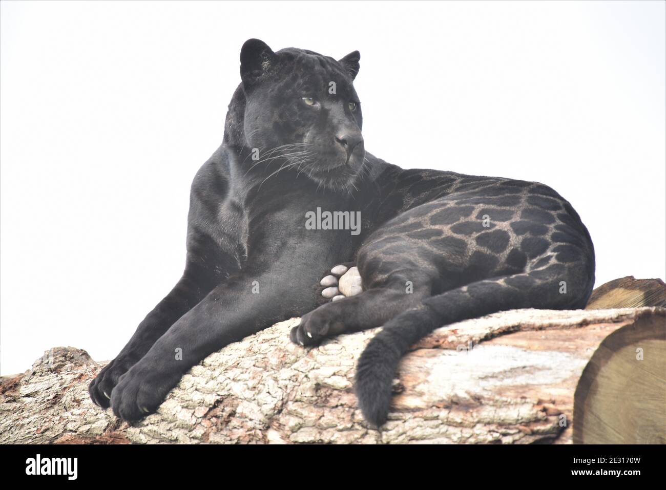 Black leopard panthera pardus hi-res stock photography and images - Alamy