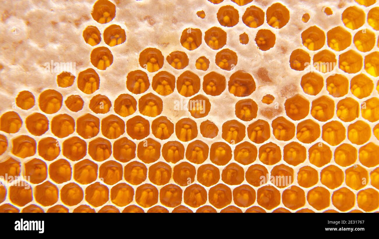 bee fresh honey in combs. background and texture. vitamin natural food ...