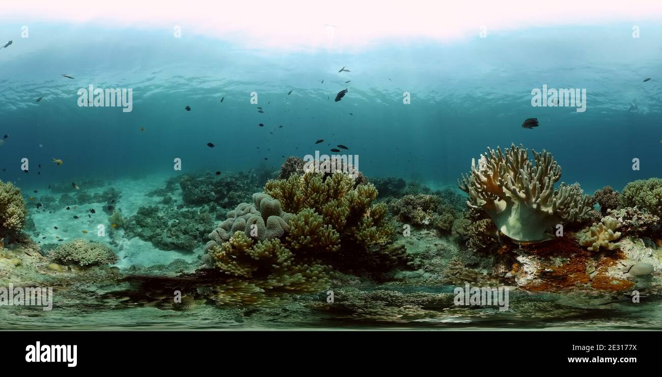 Underwater Colorful Tropical Fishes. wonderful and beautiful underwater ...