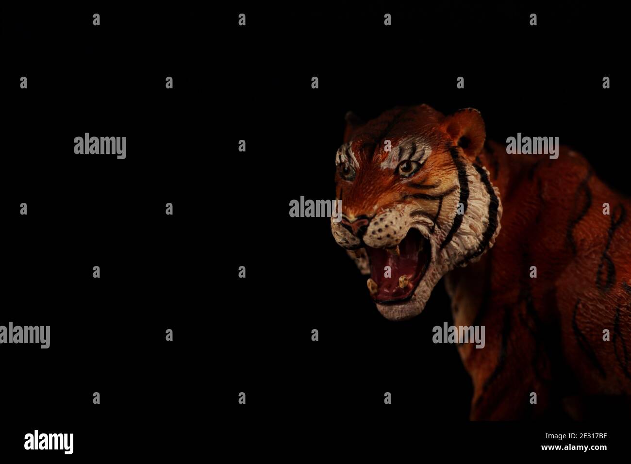 close up portrait of tiger isolated on black background. environment ...