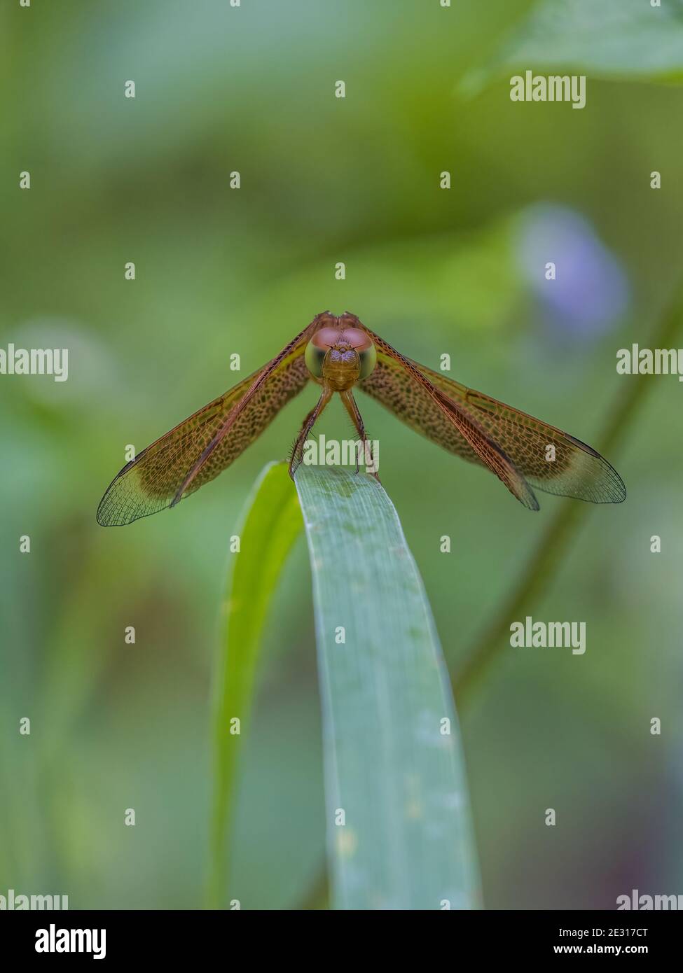 Common Parasol Neurothemis fluctuans dragonfly front profile Stock ...