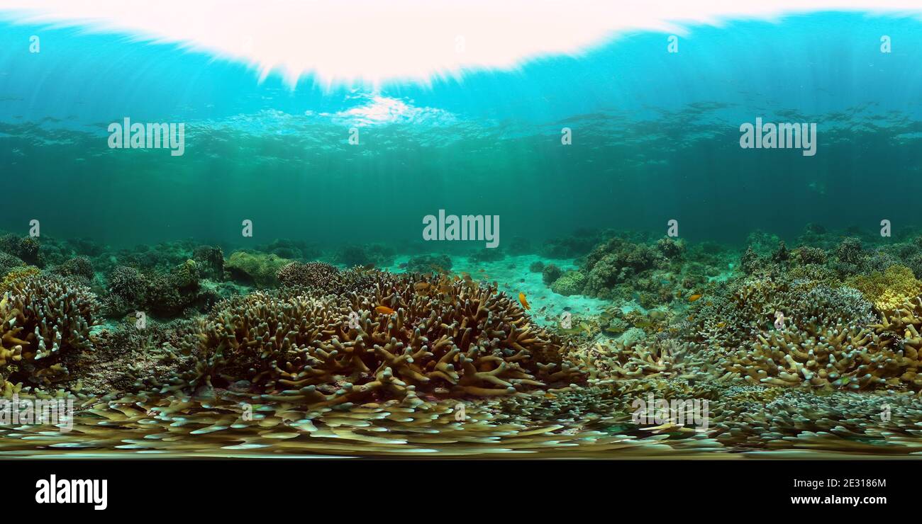 Beautiful underwater landscape with tropical fish and corals. Hard and ...