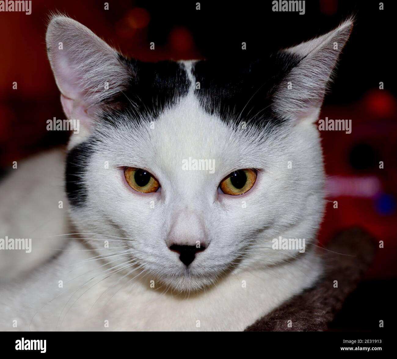 Black and white tomcat with yellow eyes Stock Photo - Alamy