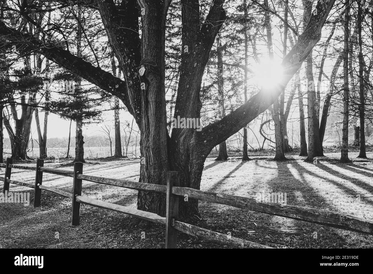 Country tree sunrise Stock Photo - Alamy