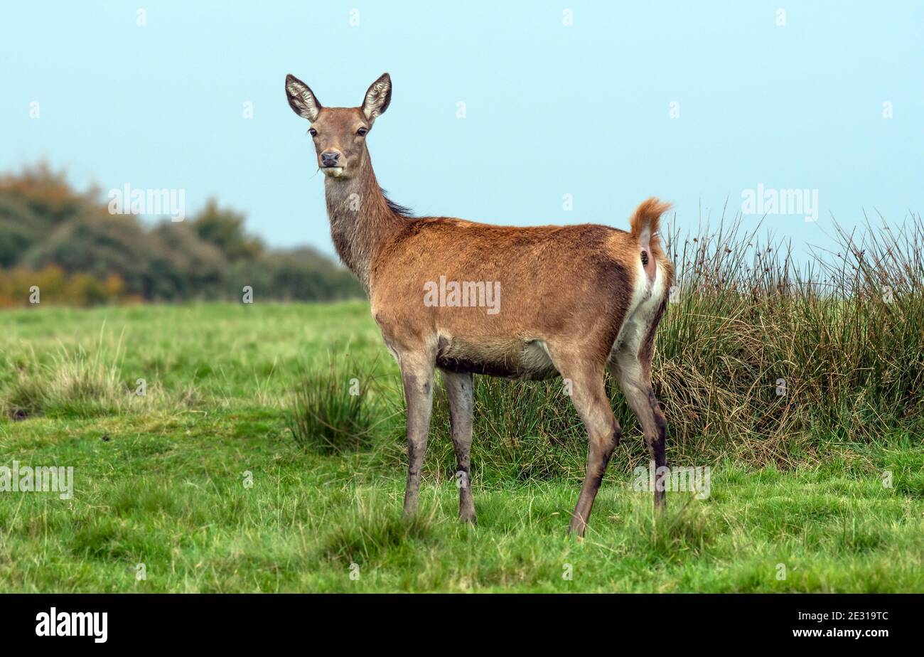 A young red deer doe profile portrait, as she is standing on the grass ...