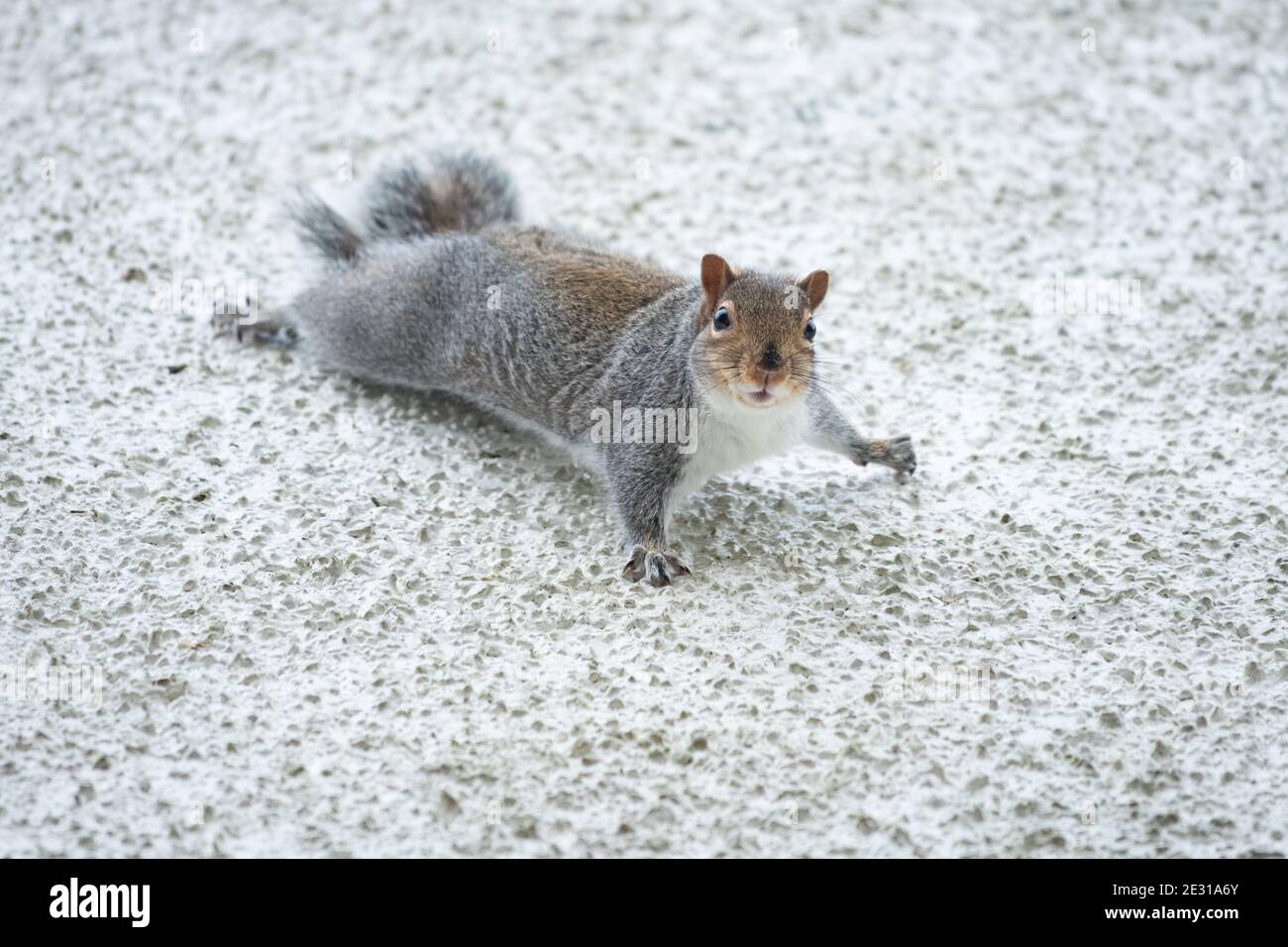 Squirrel running on wall hi-res stock photography and images - Alamy