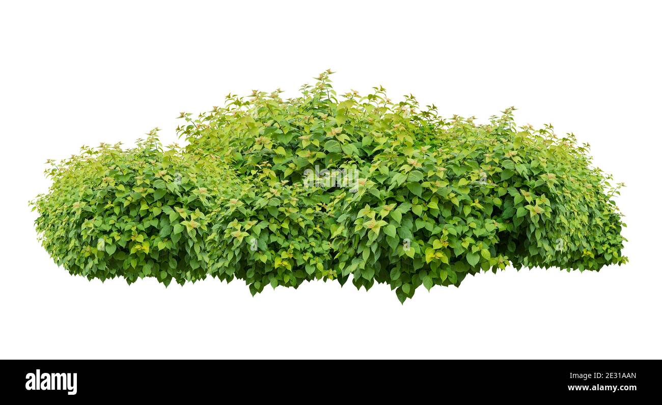 green bush isolated on white background Stock Photo - Alamy