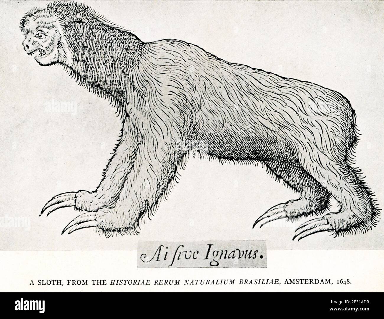 1648 illustration of sloth hi-res stock photography and images - Alamy