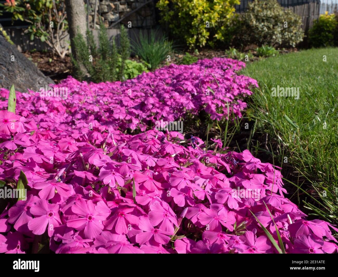 Field of moss phlox flowers hi-res stock photography and images - Alamy