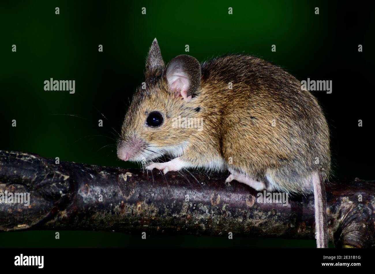 wood mouse apodemus sylvaticus Stock Photo - Alamy