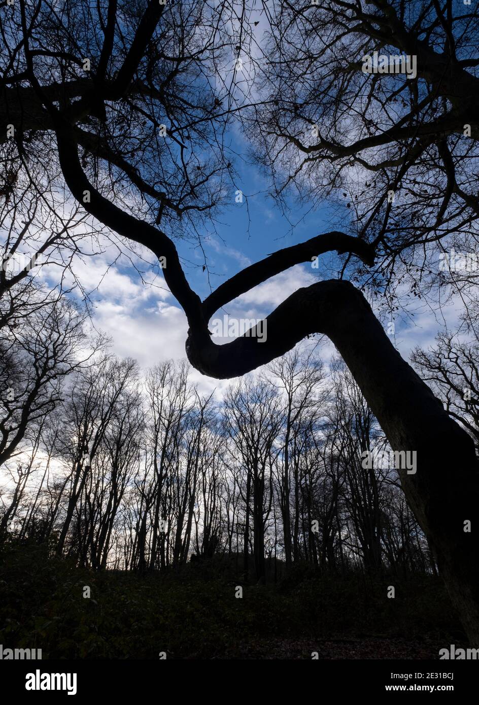 Old twisted tree hi-res stock photography and images - Alamy