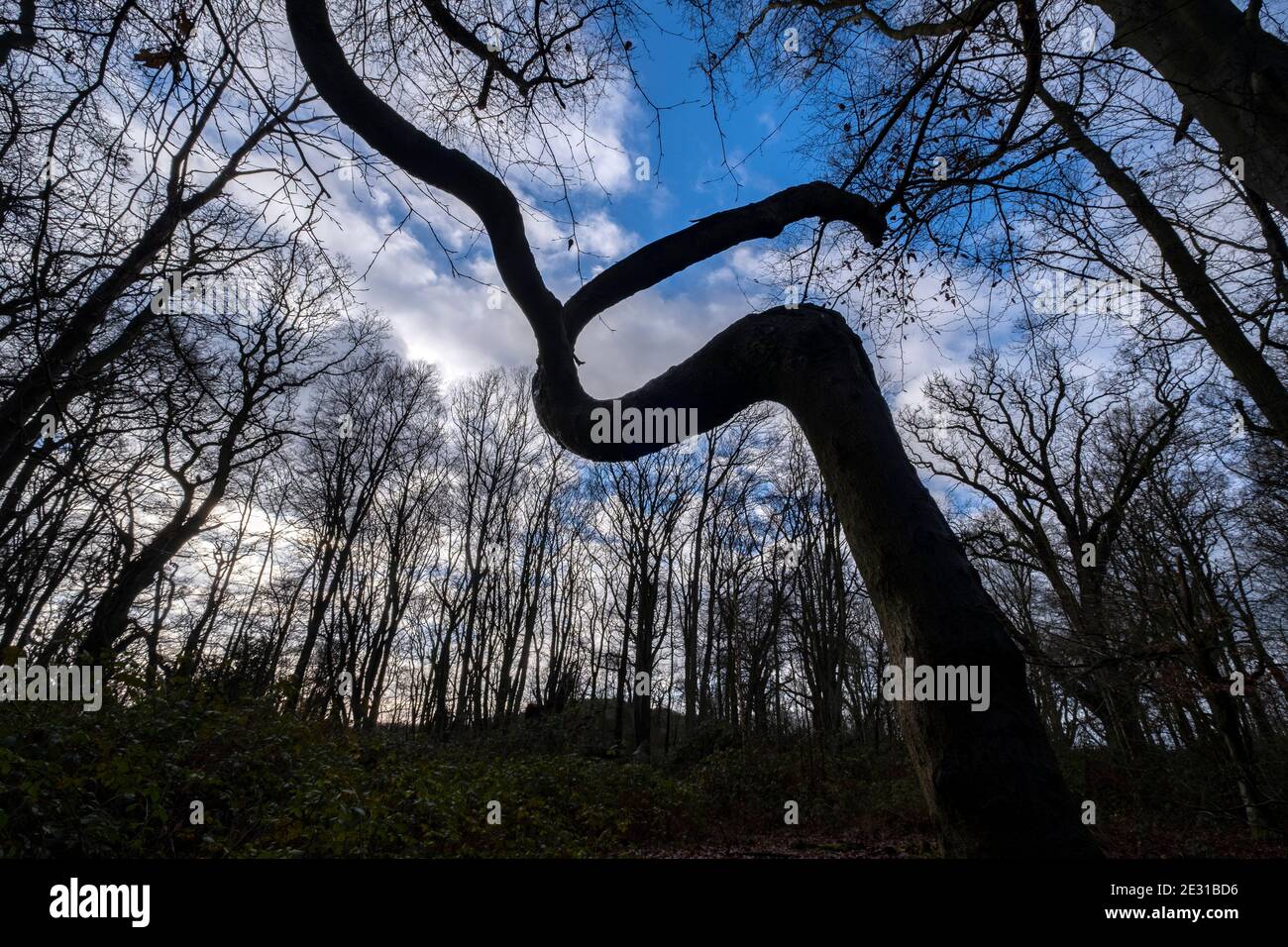 Old twisted tree hi-res stock photography and images - Alamy