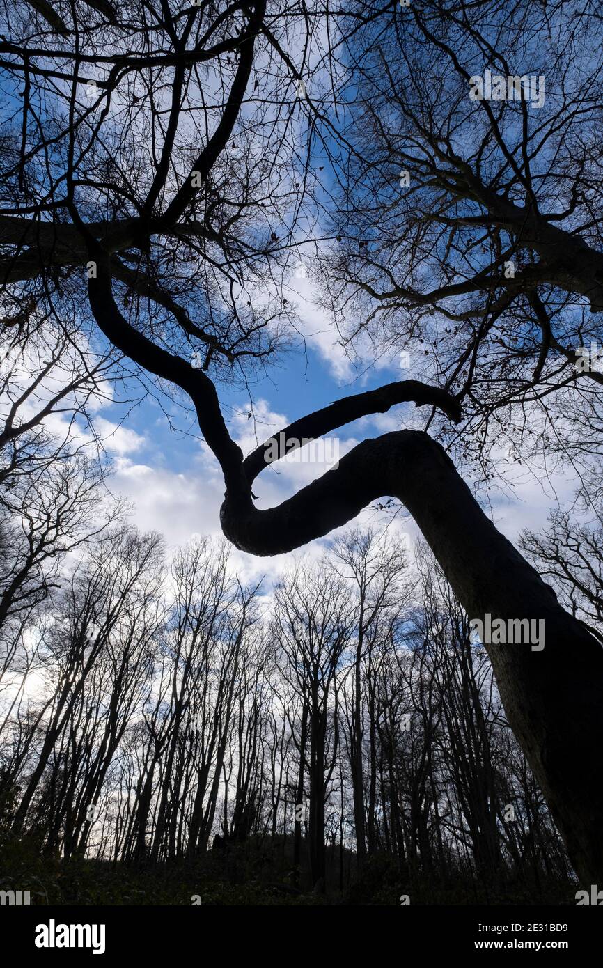 Old twisted tree hi-res stock photography and images - Alamy