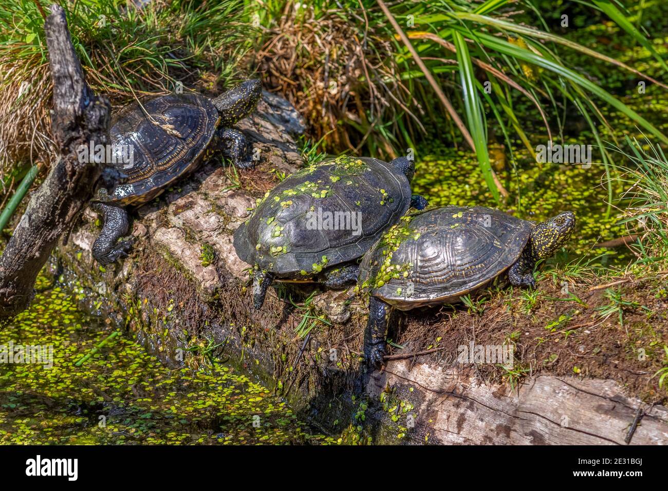 riparian scenery showing tree sunny illuminated water turtles Stock ...
