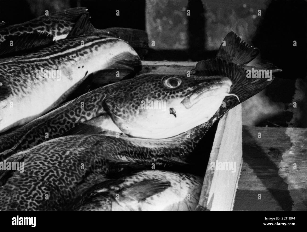 Atlantic cod fish gadus morhua Black and White Stock Photos & Images ...