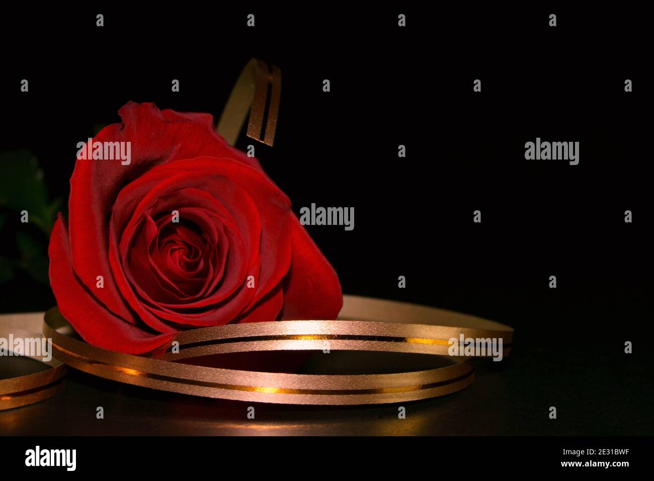 The studio red rose with golden ribbon on black background. Copy-space ...