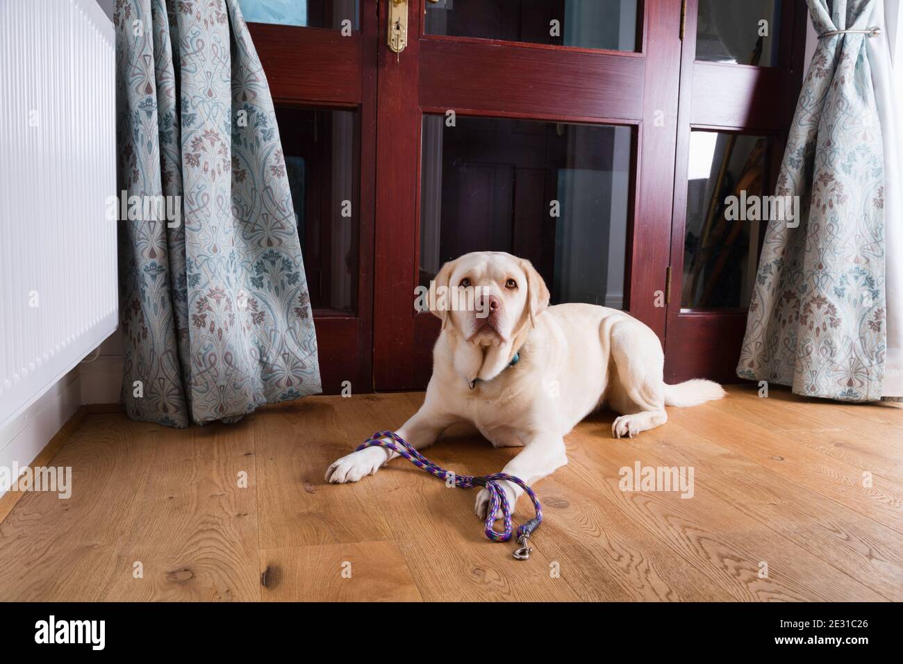 Golden Labrador waiting hopefully by the door with her lead Stock Photo ...