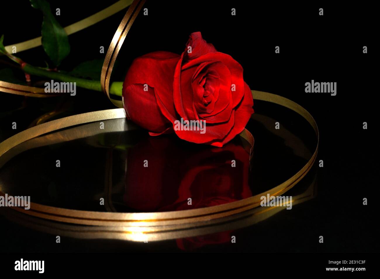 The studio red rose with golden ribbon on black background. Copy-space ...