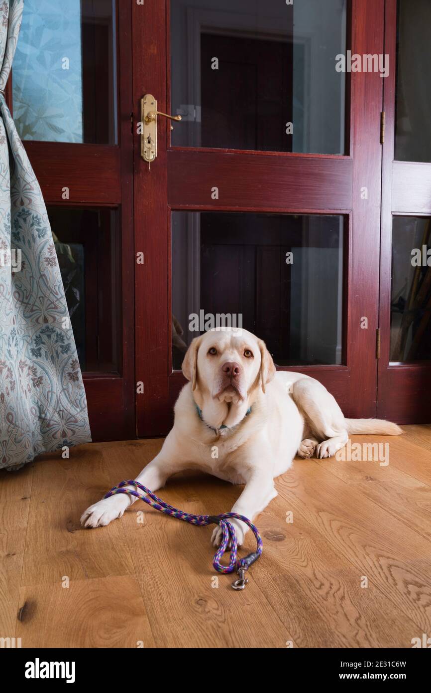 Golden Labrador waiting hopefully by the door with her lead Stock Photo ...