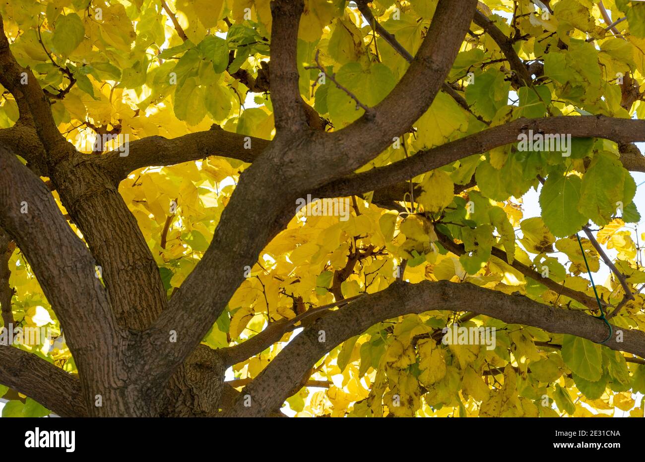 ulberry Morus Tree Yellow Leaves Background Under View An Autumn Day ulberry-morus-tree-yellow-leaves-background-under-view-an-autumn-day