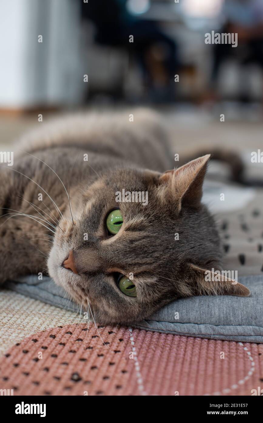 Vertical portrait of cat with green eyes Stock Photo - Alamy