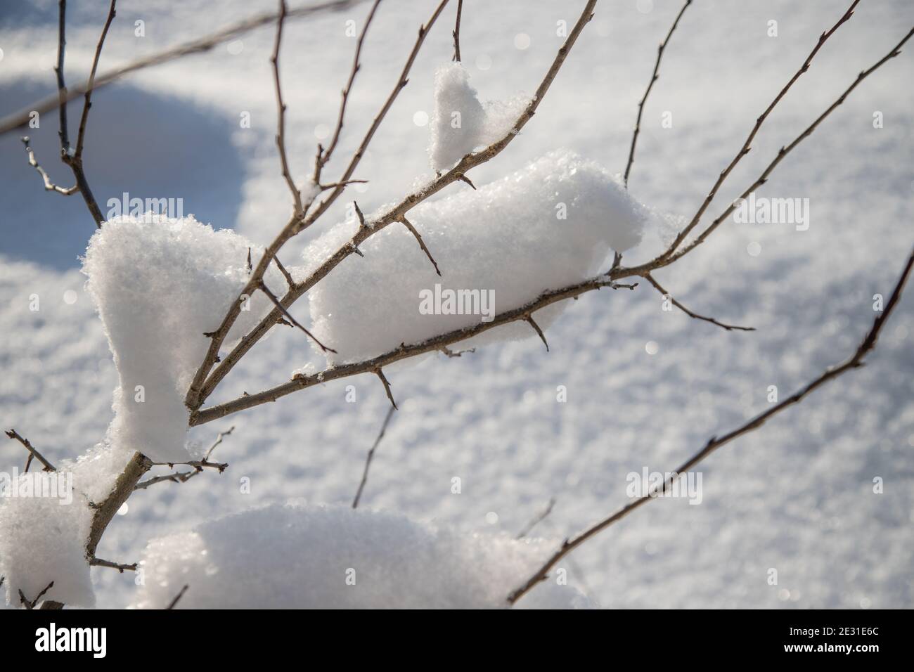 Snow covered tree branches over snowy house roof with blue sunny sky ...