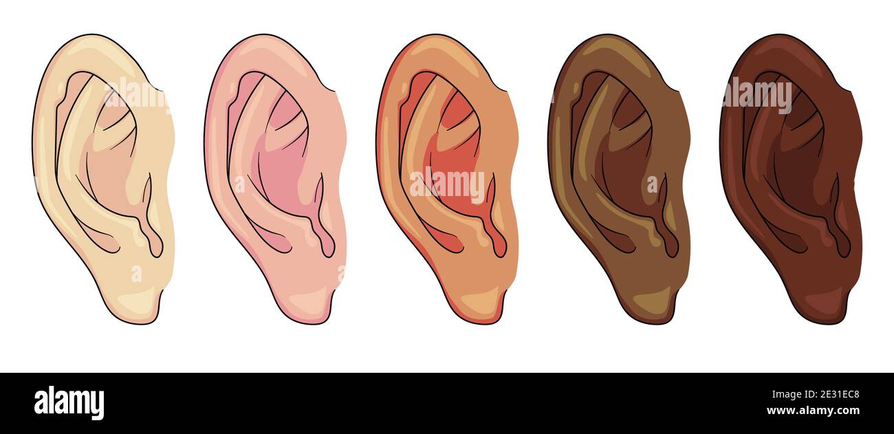 Different Types Of Ears