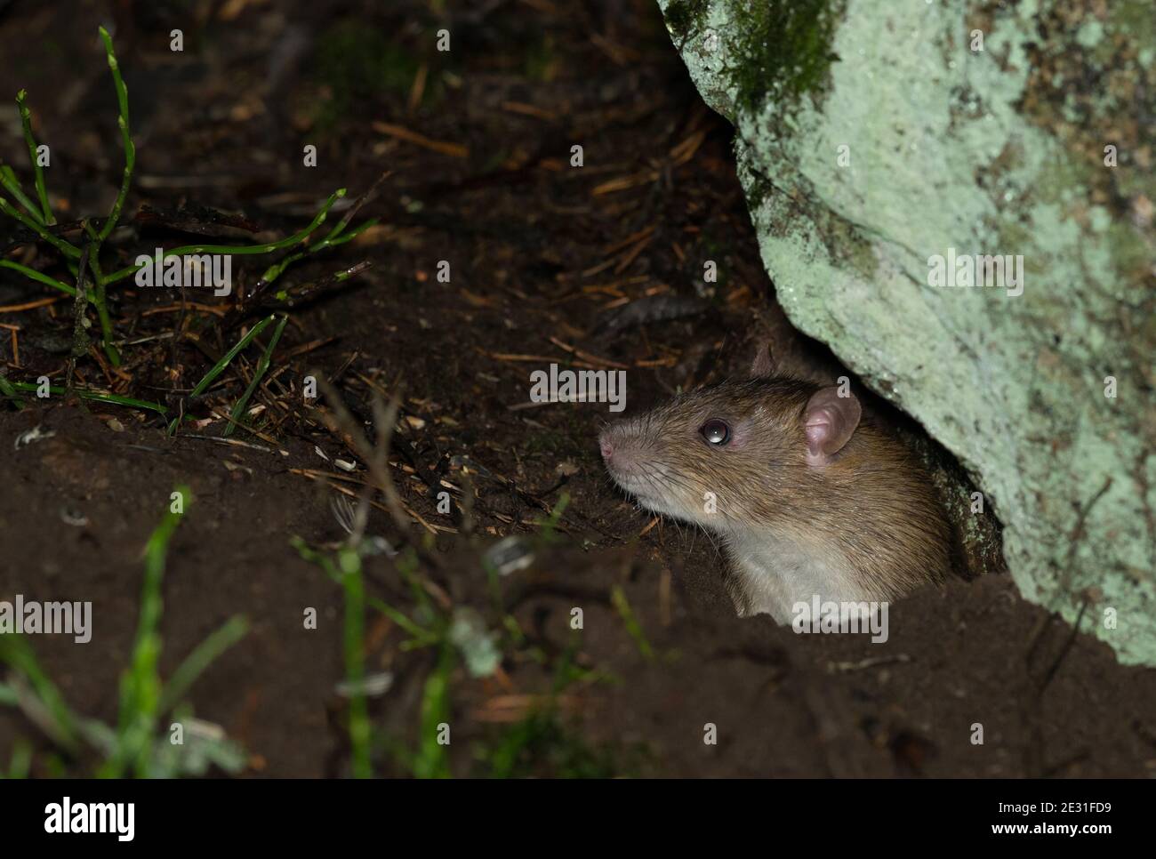 Common brown rat at night, urban forest surroundings, wild Finland ...