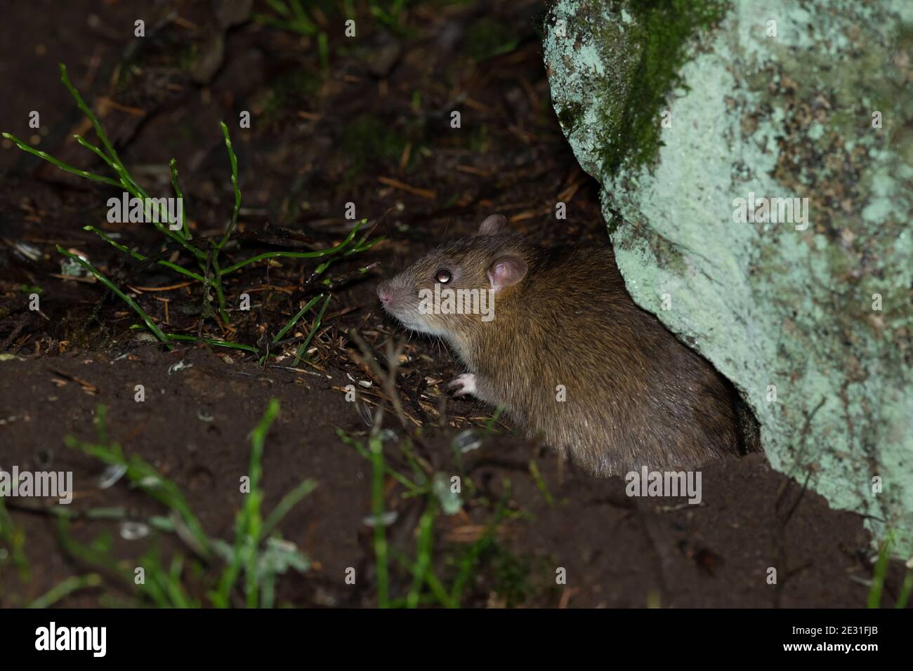 Common brown rat at night, urban forest surroundings, wild Finland ...