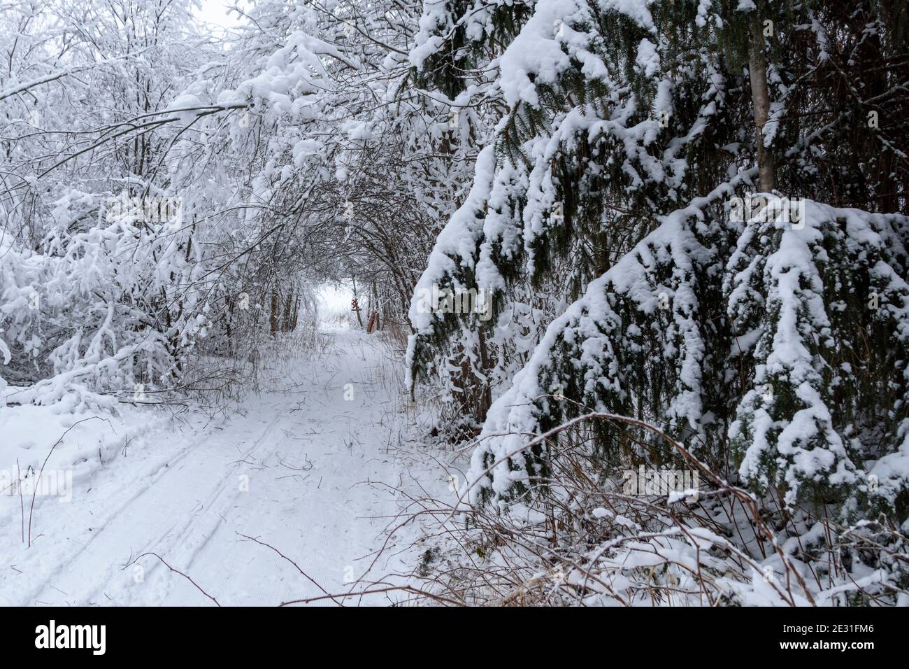 Narrow snowmobile path through a snowy forest created a tunnel, picture ...