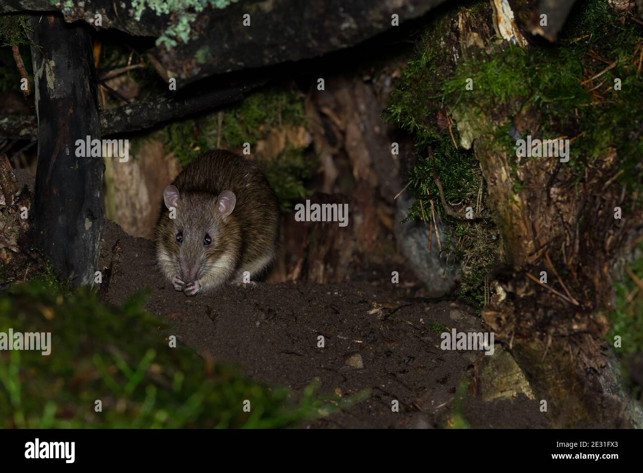 Common brown rat at night, urban forest surroundings, wild Finland ...