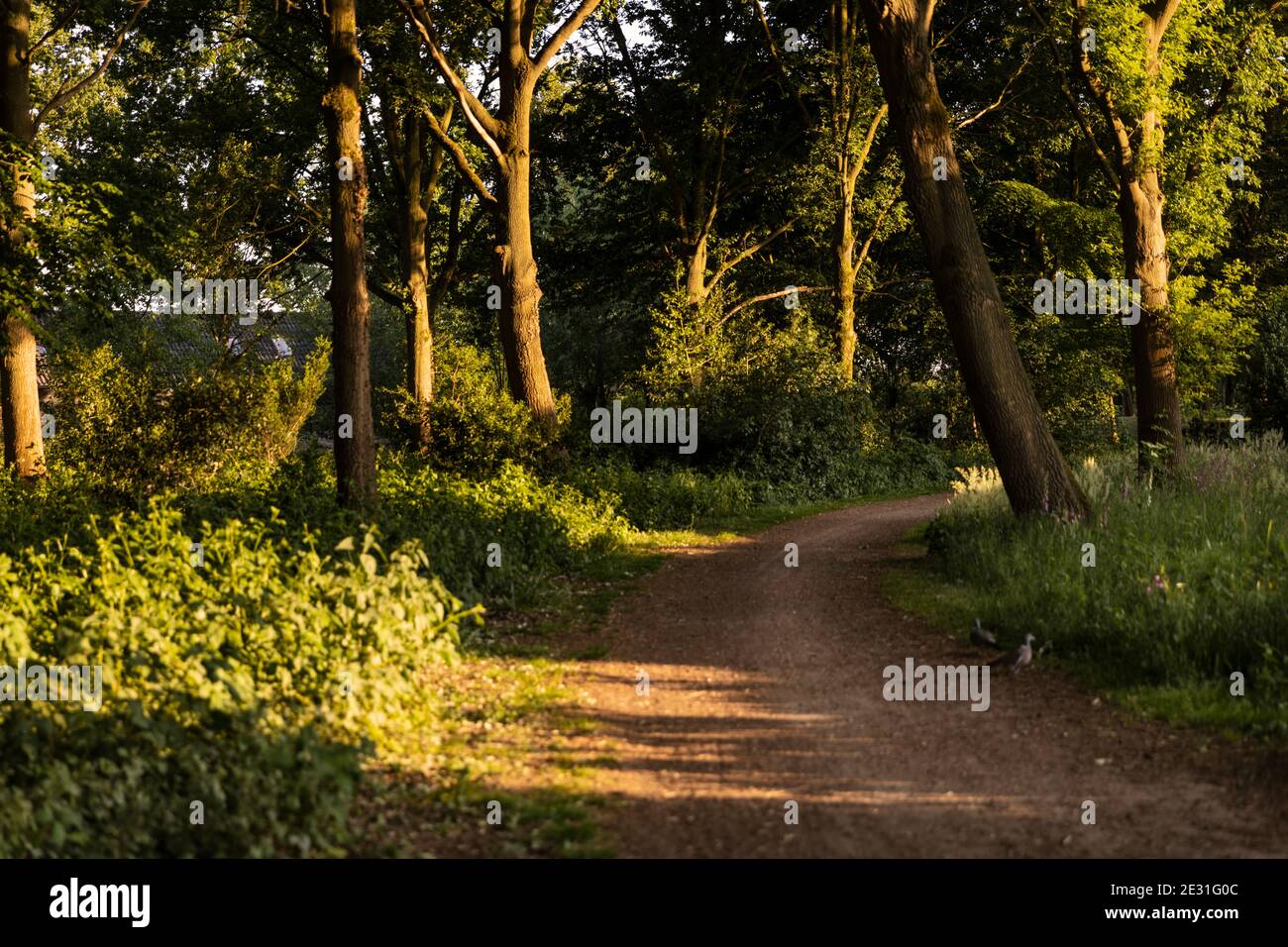 A walking path in Eersel, The Netherlands surrounded by trees and ...