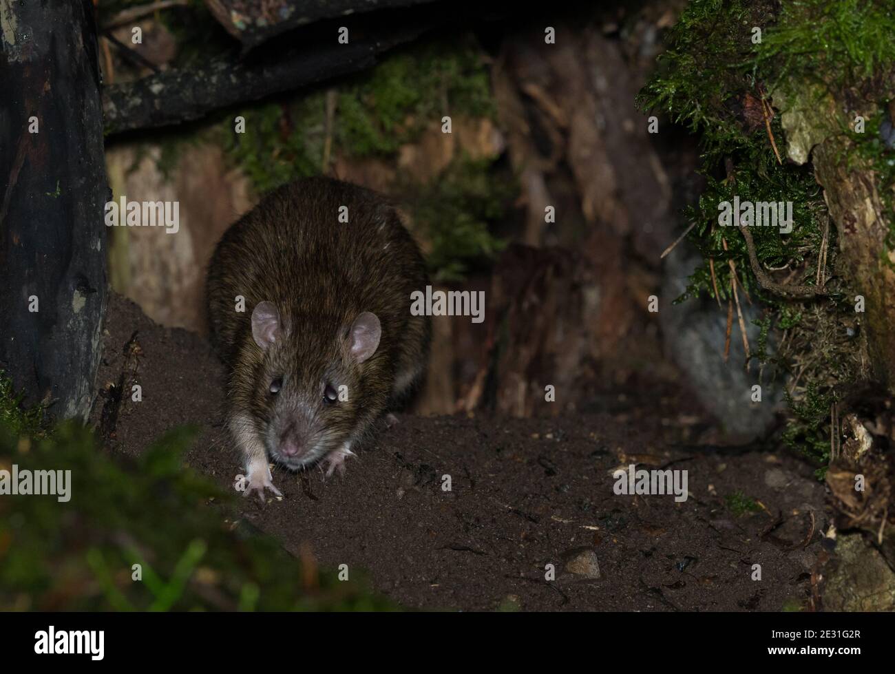 Common brown rat at night, urban forest surroundings, wild Finland ...
