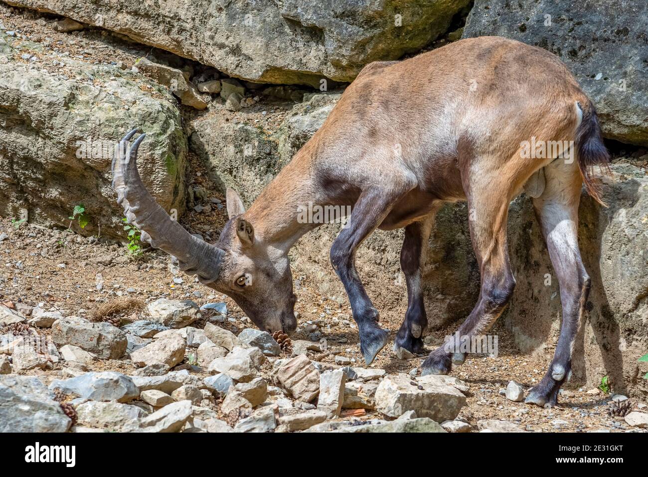 Alpine ibex face hi-res stock photography and images - Alamy