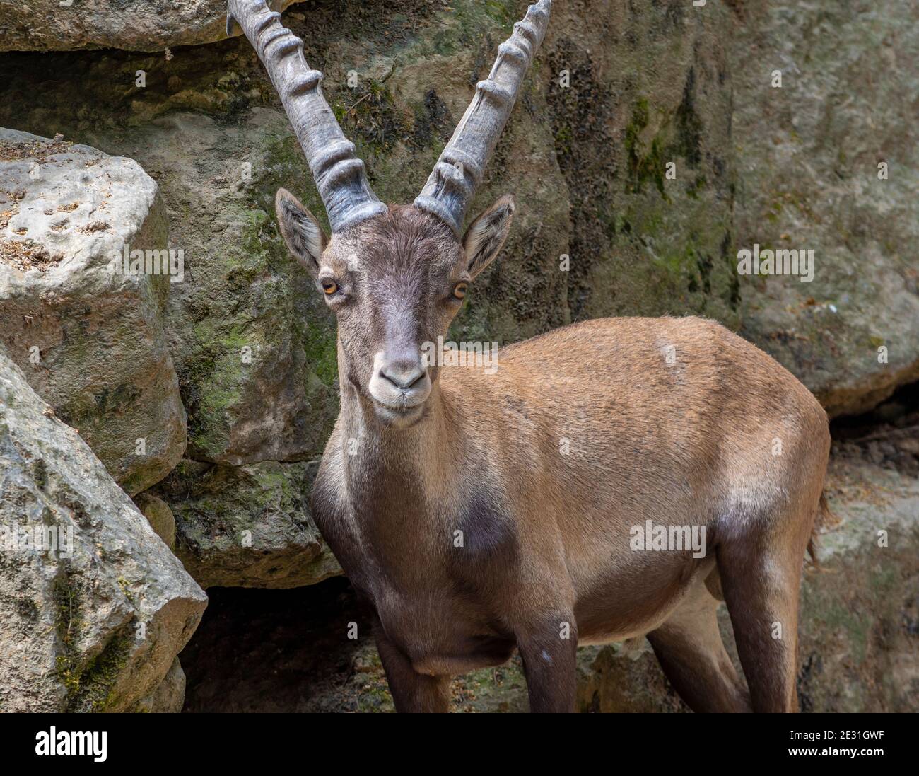Alpine ibex face hi-res stock photography and images - Alamy