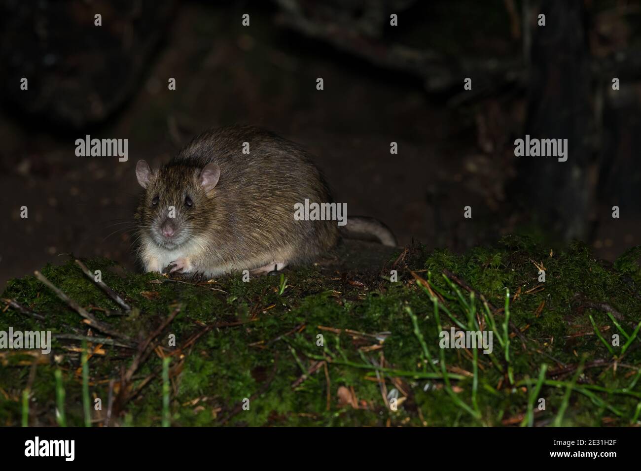 Common brown rat at night, urban forest surroundings, wild Finland ...